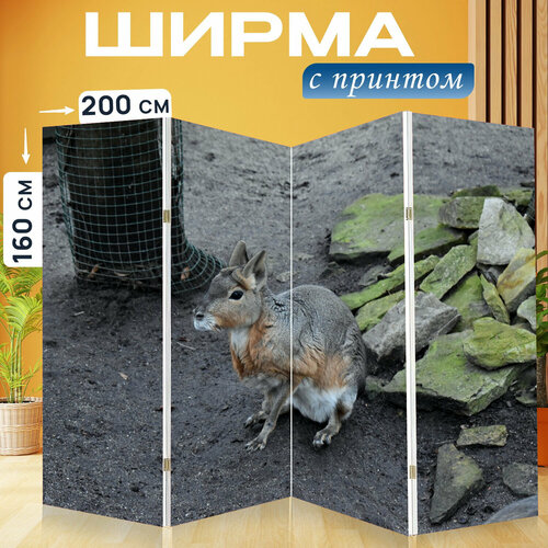 Ширма перегородка с принтом "Мара степной, млекопитающее, животное" на холсте - 200x160 см. для зонирования, раскладная
