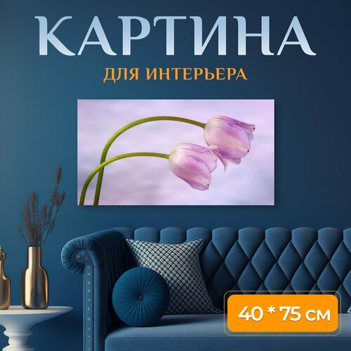 Картина на холсте "Тюльпан, цветок, расцветает" на подрамнике 75х40 см. для интерьера