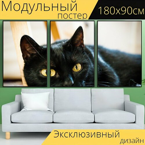 Модульный постер "Кот, чернить, домашняя кошка" 180 x 90 см. для интерьера