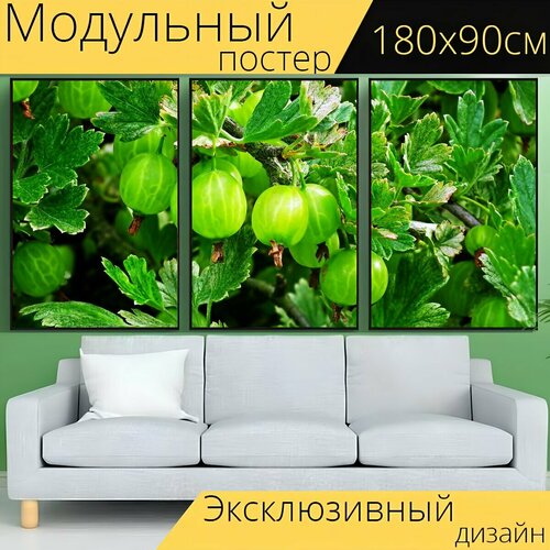 Модульный постер "Крыжовник, фрукты, здоровый" 180 x 90 см. для интерьера