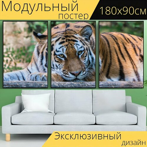 Модульный постер "Тигр, большой кот, голова тигра" 180 x 90 см. для интерьера