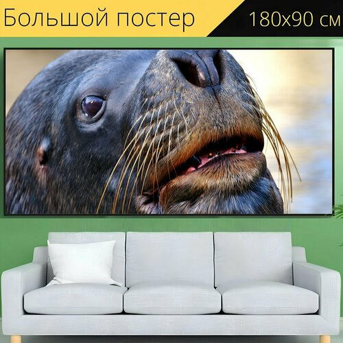 Большой постер "Тюлень, морской лев, плавать" 180 x 90 см. для интерьера