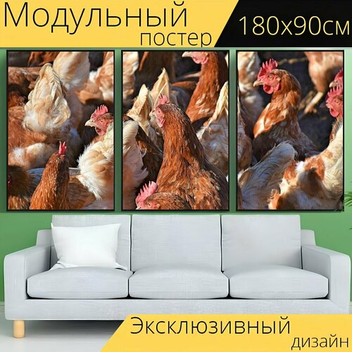 Модульный постер "Курица, стая кур, домашняя птица" 180 x 90 см. для интерьера