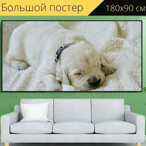 Большой постер "Золотой ретривер щенок, молодая собака, щенок три недели" 180 x 90 см. для интерьера