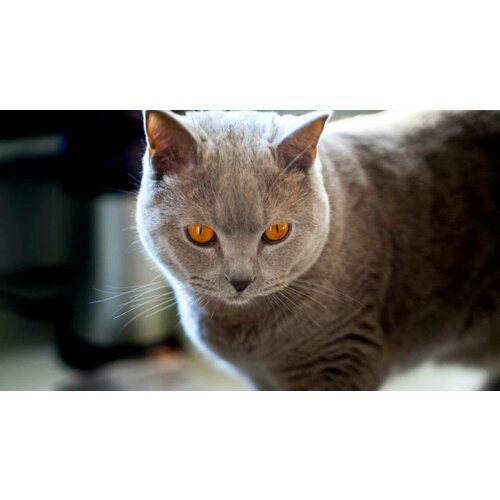 Картина на холсте 60x110 LinxOne "Кошка мордочка котейка кот" интерьерная для дома / на стену / на кухню / с подрамником