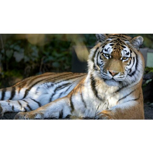 Картина на холсте 60x110 LinxOne "Тигр хищник большая кошка" интерьерная для дома / на стену / на кухню / с подрамником