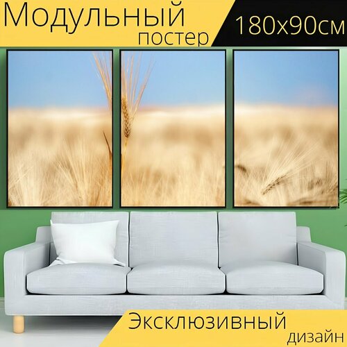 Модульный постер "Пшеница, зерно, ухо" 180 x 90 см. для интерьера