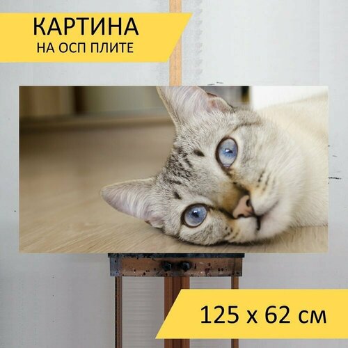 Картина на ОСП 125х62 см. "Кошка, кошачий, животное" горизонтальная, для интерьера, с креплениями
