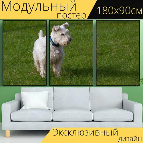 Модульный постер "Белый маленький собака, скотти дог, собака" 180 x 90 см. для интерьера