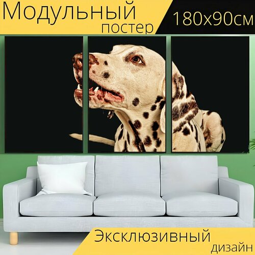 Модульный постер "Далматинец, собака, грубый" 180 x 90 см. для интерьера