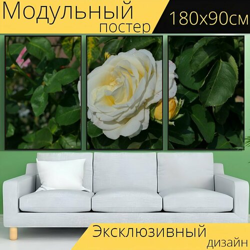 Модульный постер "Роуз, белый, цветок" 180 x 90 см. для интерьера