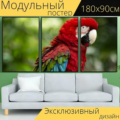 Модульный постер "Птица, попугай, пик" 180 x 90 см. для интерьера