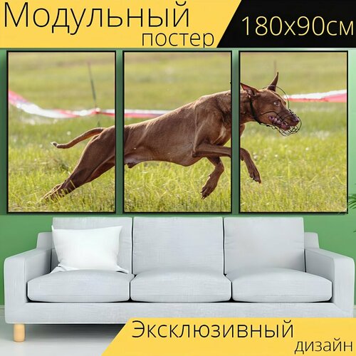 Модульный постер "Собака, бег, парк" 180 x 90 см. для интерьера