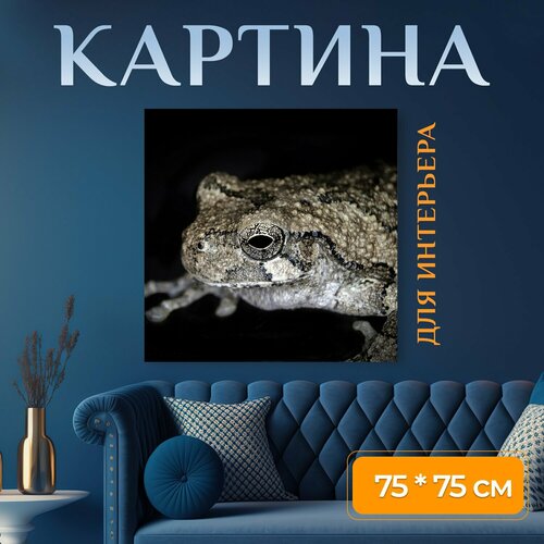 Картина на холсте "Лягушка, животное, амфибия" на подрамнике 75х75 см. для интерьера