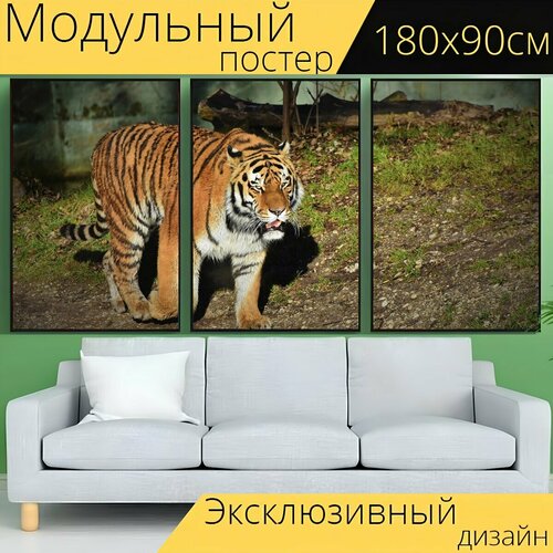 Модульный постер "Тигр, сибирский тигр, большой кот" 180 x 90 см. для интерьера