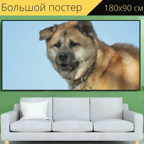 Большой постер "Акита, гибридный, собака" 180 x 90 см. для интерьера