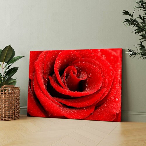Картина на холсте (Крупный план красной розы с каплями воды) 40x60 см. Интерьерная, на стену.