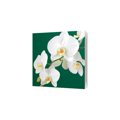 Салфетки бумажные BGREEN 3сл 20шт 33*33см Орхидеи (21 new)