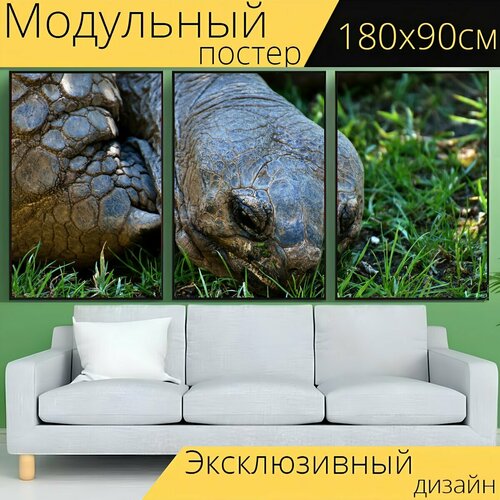 Модульный постер "Гигантская черепаха, животное, бак" 180 x 90 см. для интерьера