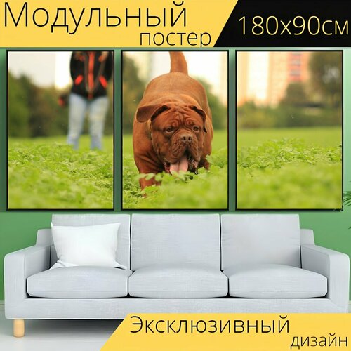 Модульный постер "Собака, дог, бургундия" 180 x 90 см. для интерьера