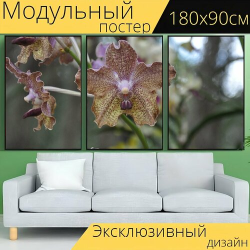 Модульный постер "Орхидея, сад, цветок" 180 x 90 см. для интерьера