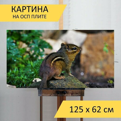 Картина на ОСП 125х62 см. "Бурундук, грызун, белка" горизонтальная, для интерьера, с креплениями