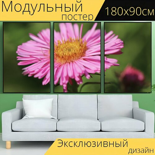 Модульный постер "Астра, цвести, цветок" 180 x 90 см. для интерьера