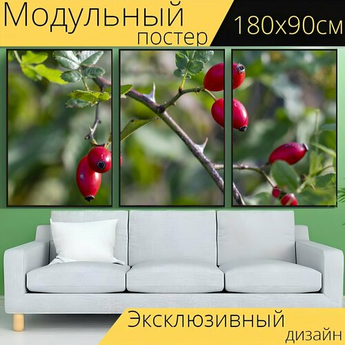 Модульный постер "Шиповника, фрукты, куст" 180 x 90 см. для интерьера