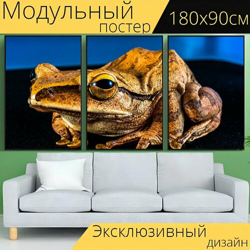 Модульный постер "Древесная лягушка, лягушка, амфибии" 180 x 90 см. для интерьера