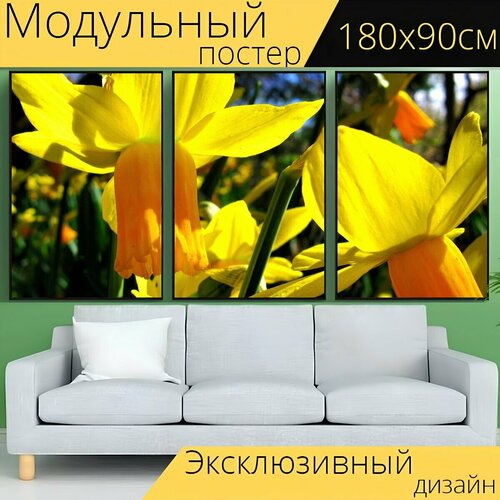 Модульный постер "Нарциссы, желтый, желтые цветы" 180 x 90 см. для интерьера