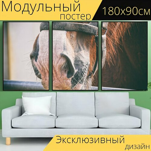 Модульный постер "Лошадь морда, шайрская лошадь, ноздря" 180 x 90 см. для интерьера