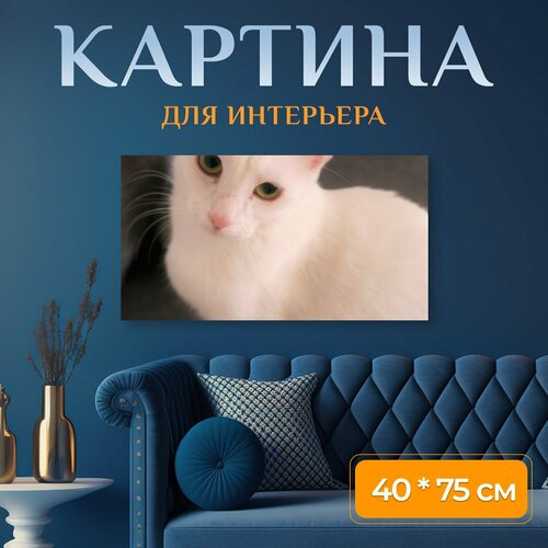 Картина на холсте "Кошка, детка, животное" на подрамнике 75х40 см. для интерьера