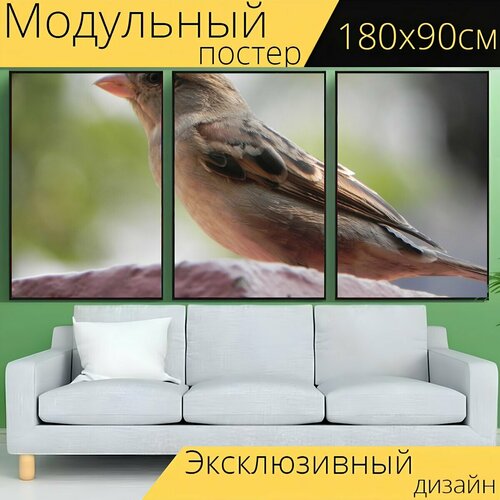 Модульный постер "Воробей, птица, сидя" 180 x 90 см. для интерьера