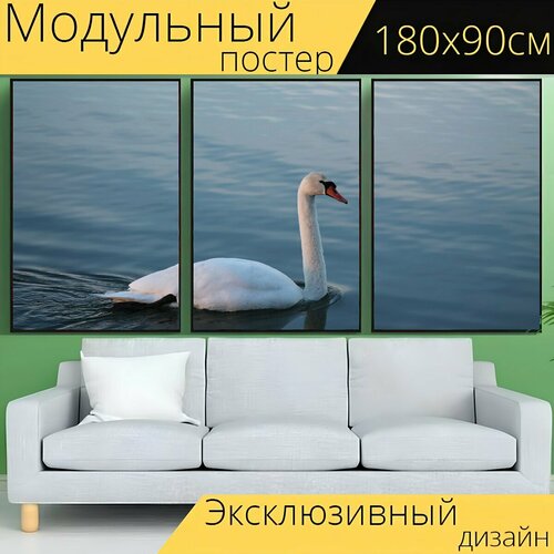 Модульный постер "Лебедь, птица, животное" 180 x 90 см. для интерьера
