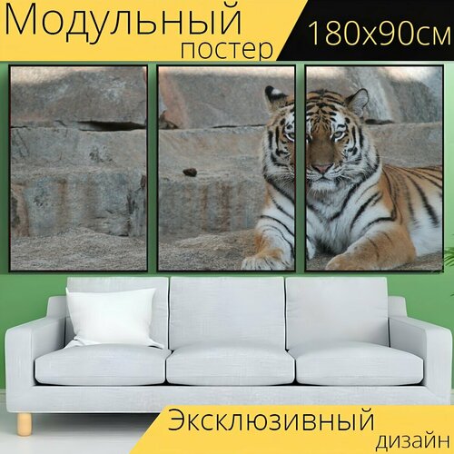 Модульный постер "Тигр, зоопарк, большой кот" 180 x 90 см. для интерьера