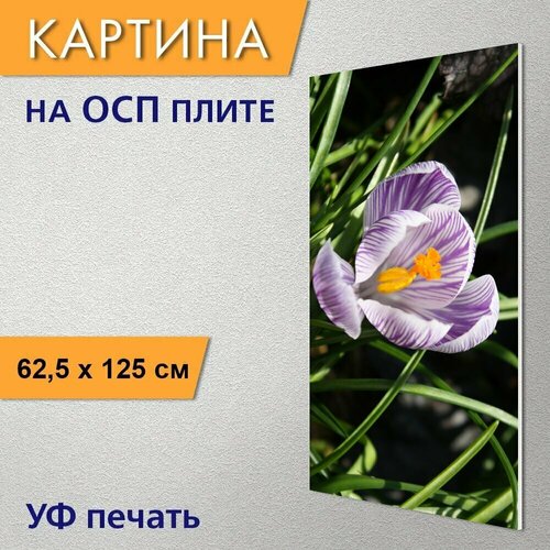 Вертикальная картина на ОСП "Цветок, крокус, завод" 62x125 см. для интерьериа