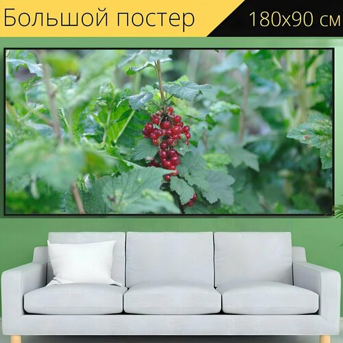 Большой постер "Красная смородина, фрукты, сад" 180 x 90 см. для интерьера