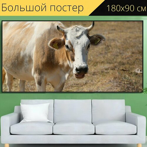 Большой постер "Корова, животное, крупного рогатого скота" 180 x 90 см. для интерьера