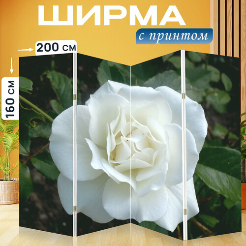 Ширма перегородка с принтом "Цветок, роза, флора" на холсте - 200x160 см. для зонирования, раскладная