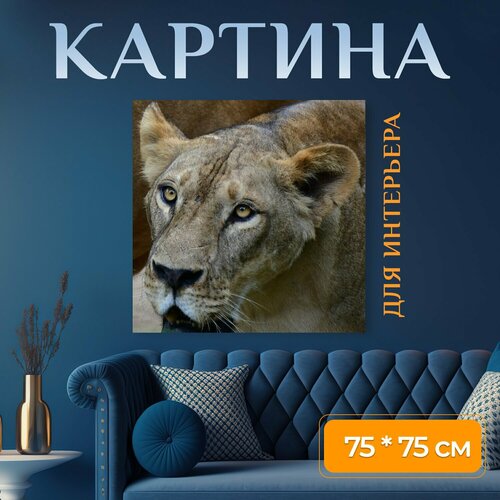 Картина на холсте "Львица, дикий, лев" на подрамнике 75х75 см. для интерьера