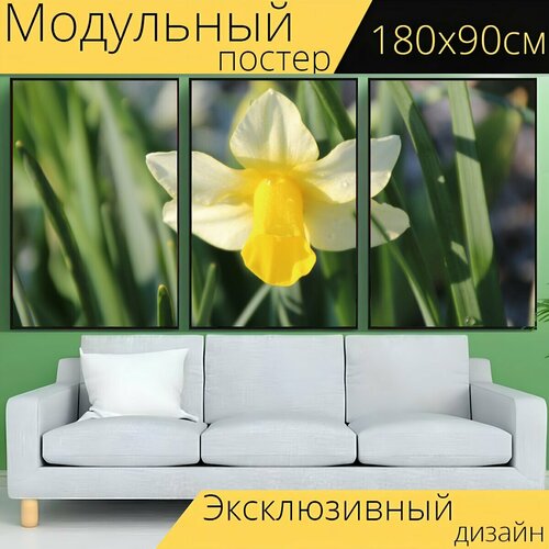 Модульный постер "Нарцисс, цветение, весна" 180 x 90 см. для интерьера