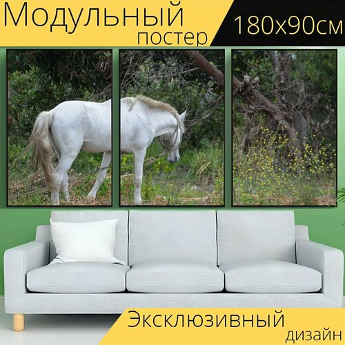 Модульный постер "Лошадь, белый, животное" 180 x 90 см. для интерьера