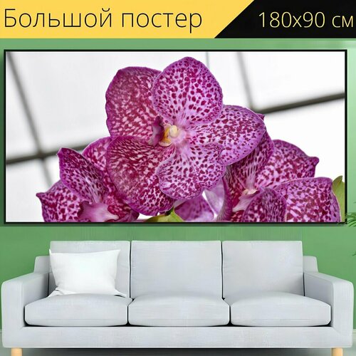Большой постер "Цветок, цветок орхидея розовый, орхидея" 180 x 90 см. для интерьера
