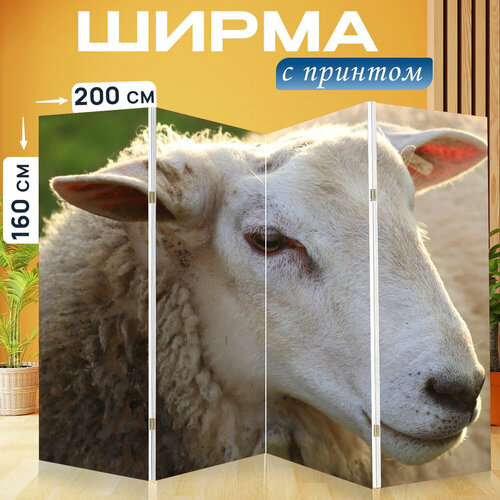 Ширма перегородка с принтом "Овец, шерсть, животное" на холсте - 200x160 см. для зонирования, раскладная