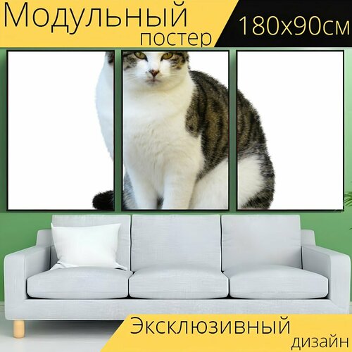 Модульный постер "Животное, кот, домашнее животное" 180 x 90 см. для интерьера