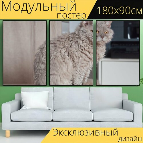 Модульный постер "Кот, животное, милый" 180 x 90 см. для интерьера