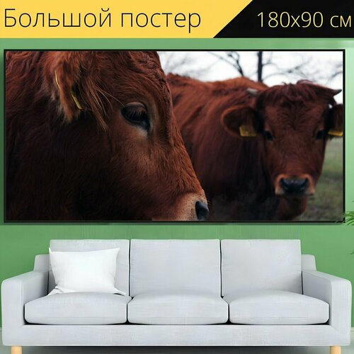 Большой постер "Корова, коровы, бык" 180 x 90 см. для интерьера