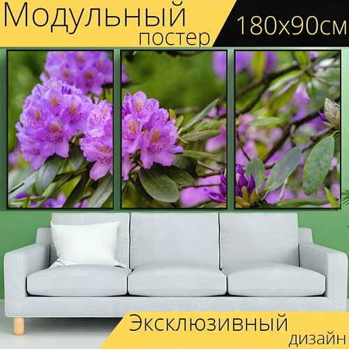 Модульный постер "Рододендрон, цветок, фиолетовый" 180 x 90 см. для интерьера
