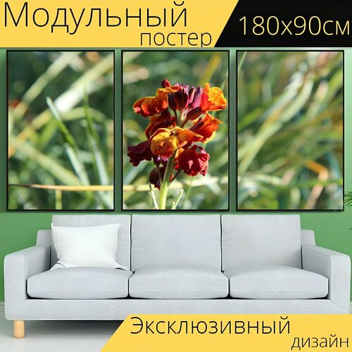 Модульный постер "Желтофиоль садовая, левкой оранжевый, цветение" 180 x 90 см. для интерьера
