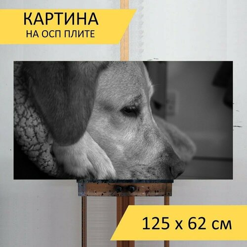 Картина на ОСП 125х62 см. "Лабрадор, собака, ретривер" горизонтальная, для интерьера, с креплениями